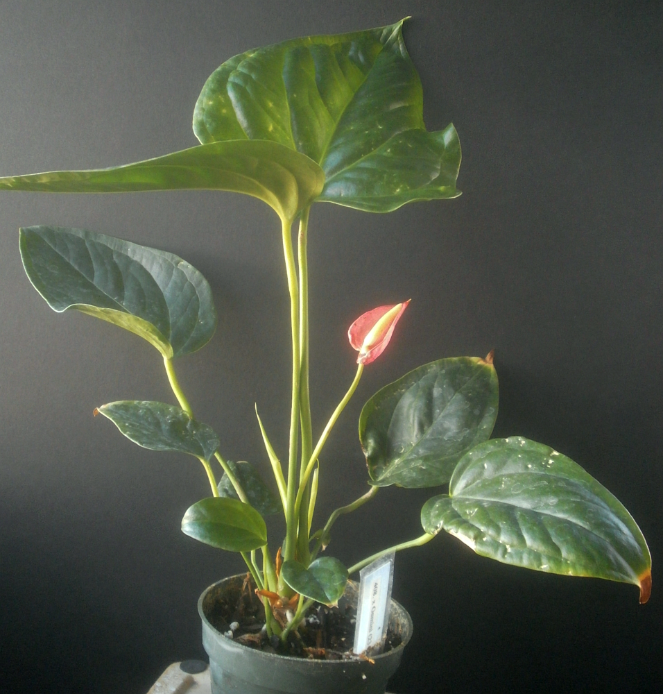 Plants are the Strangest People: Anthurium no. 0408 "Tex Messich"