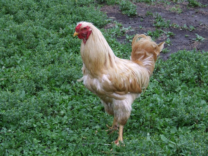 Breed Savers: The Chantecler - Canada's Chicken Breed
