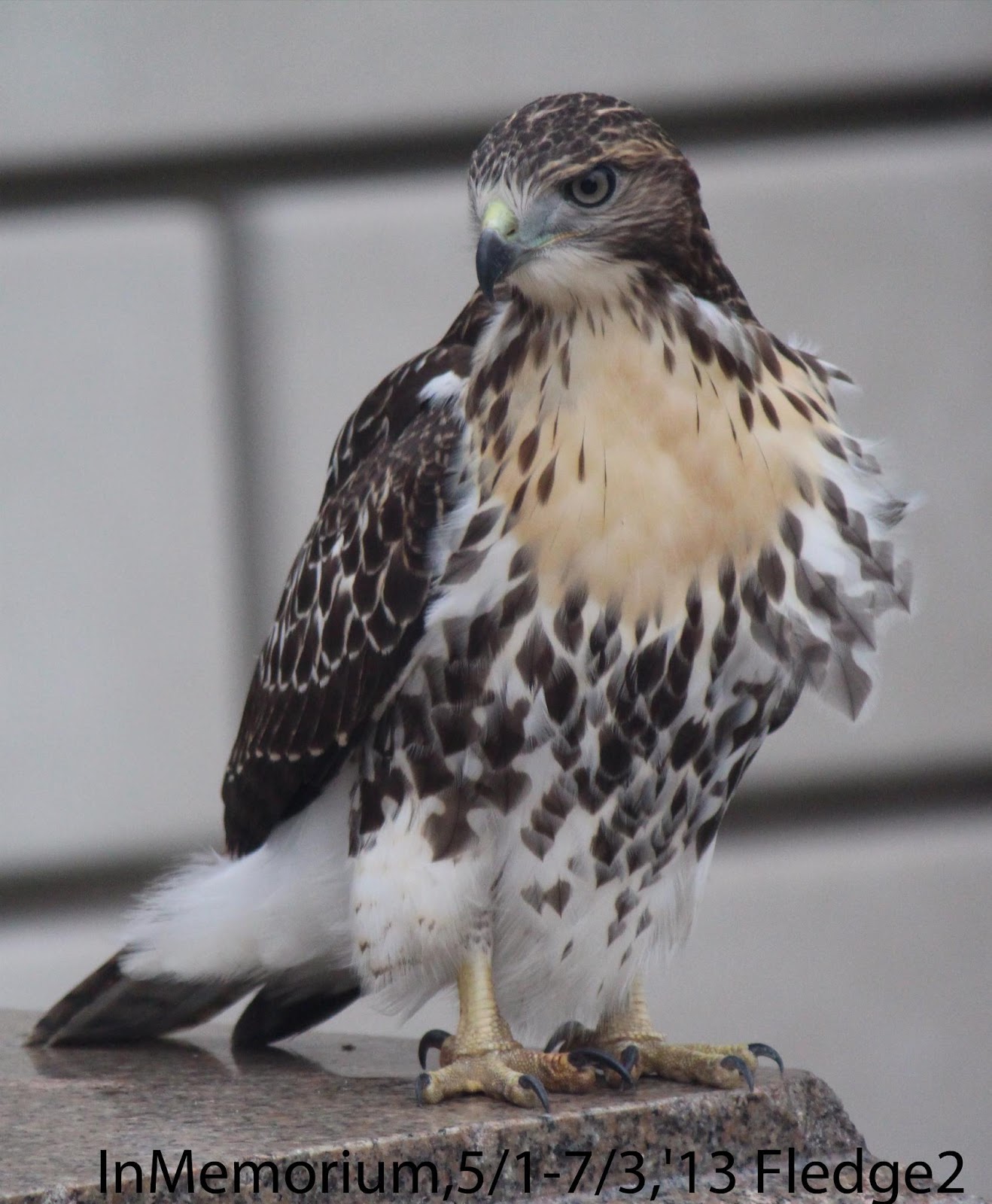 Hawkwatch at the Franklin Institute: We have lost a hawk