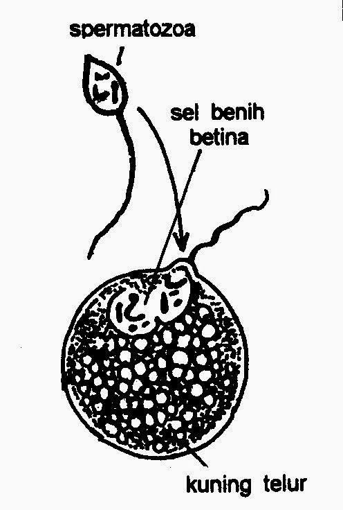 Sistem Reproduksi Ayam Jantan | Belajar Unggas