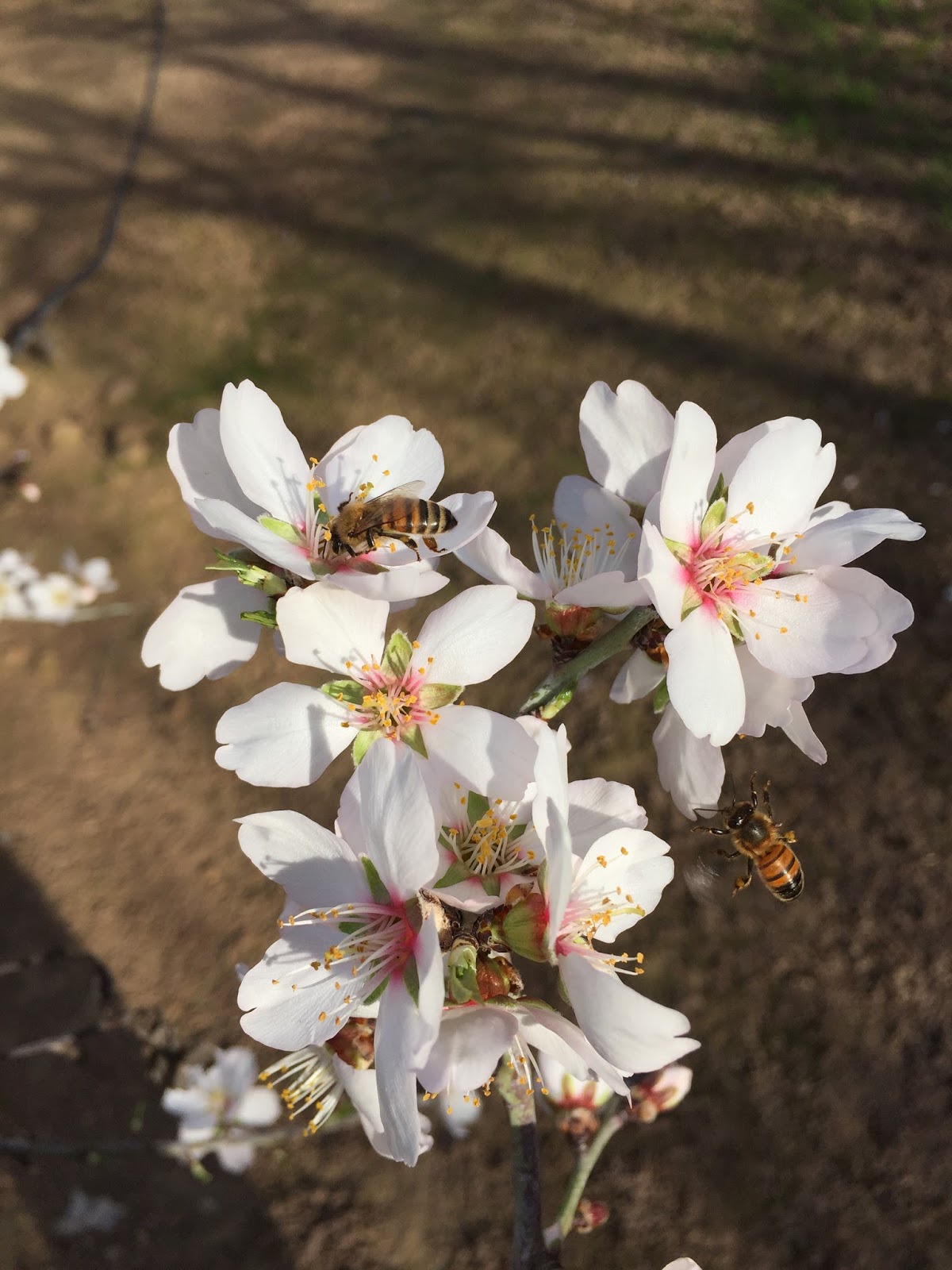 Heather's Honeybees: February Honey Bee Cleansing Flights and Almond ... Heather's Honeybees: February Honey Bee Cleansing Flights and Almond ...