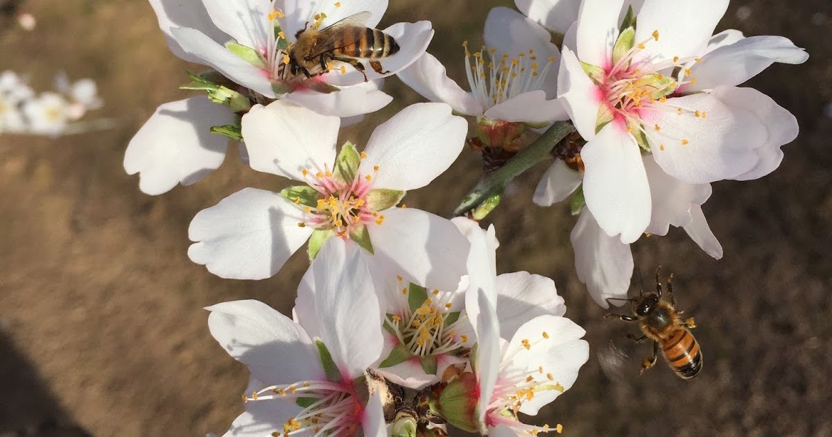 Heather's Honeybees: February Honey Bee Cleansing Flights and Almond ... Heather's Honeybees: February Honey Bee Cleansing Flights and Almond ...