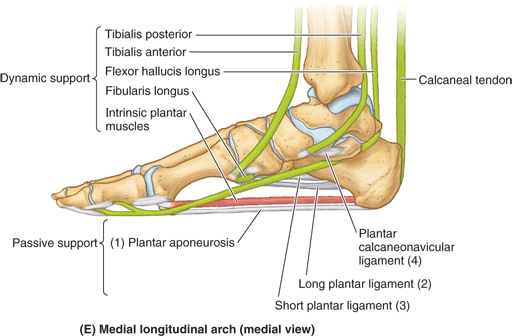 Anatomy: Arches of Foot By Geeta goswami.