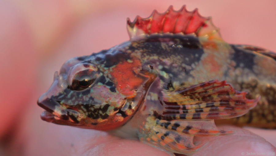 The Natural History of Bodega Head: Sunset colors