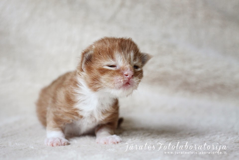 Jūratės fotolaboratorija: KATINUKAI...