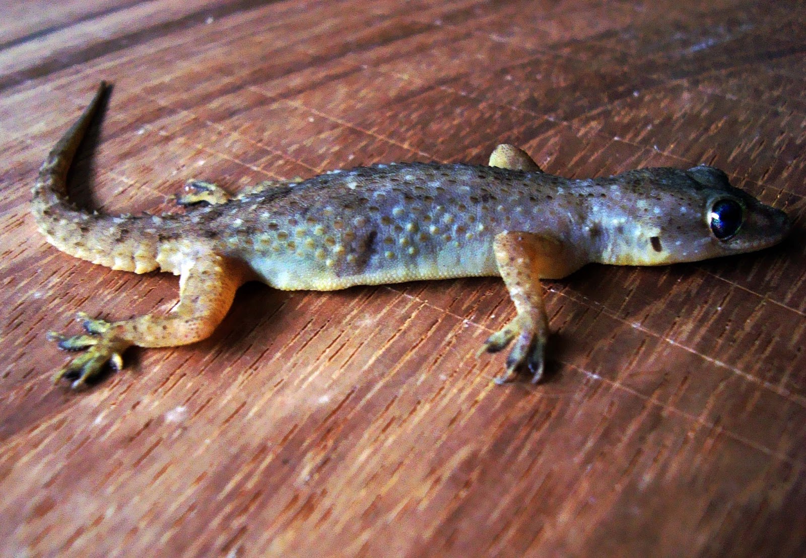 Naturalism - the Eighth Sense: Resurrection and Regeneration