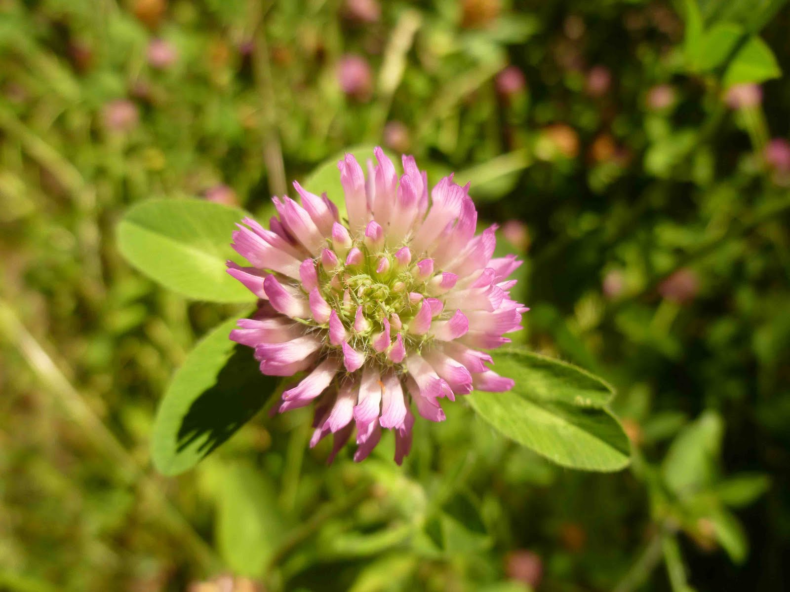 Twenty Mile House: Our Wildflower Adventure in Plumas County