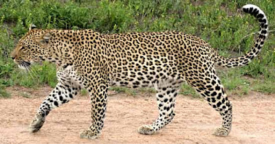 The Scratching Post: A Leopard Doesn't Change Its Spots