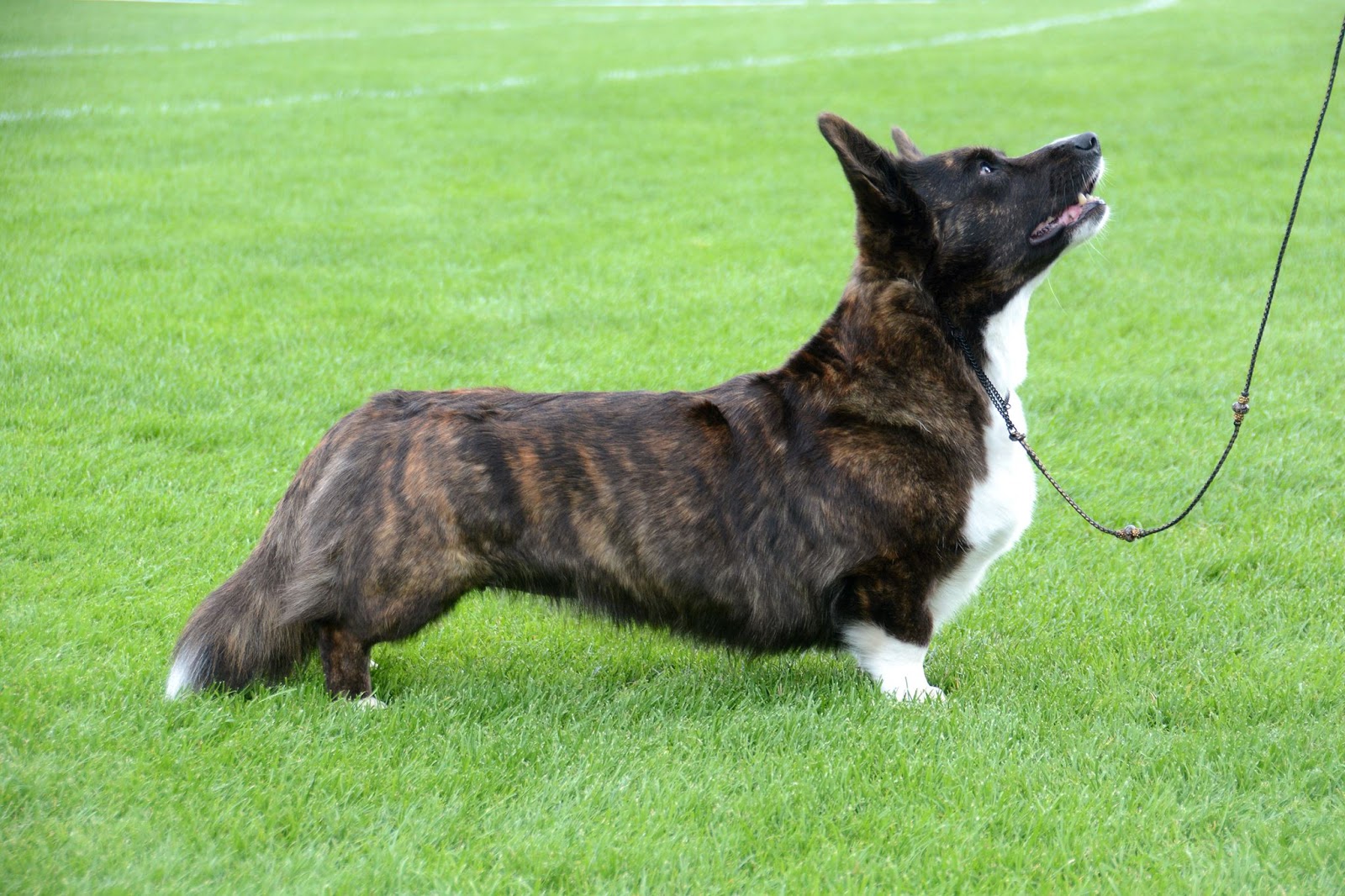 Cardigan Welsh Corgi UK: Brindle Sunday