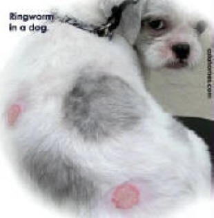 Ringworms in Dogs : Definition , Diagnosis and Treatment