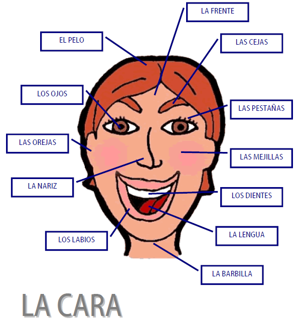 E-Spanish for free: Partes de la cara