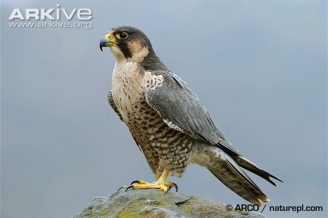 WANIBESAK: 13 Jenis Burung Tercepat Di Dunia Yang Indah Ini