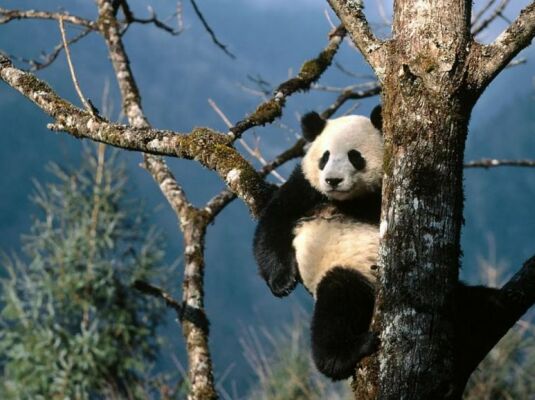 PANDA RESİMLERİ-Manzaralar