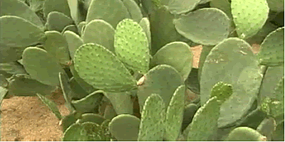 Blog da bióloga - Plante vida: Palma - Cactus