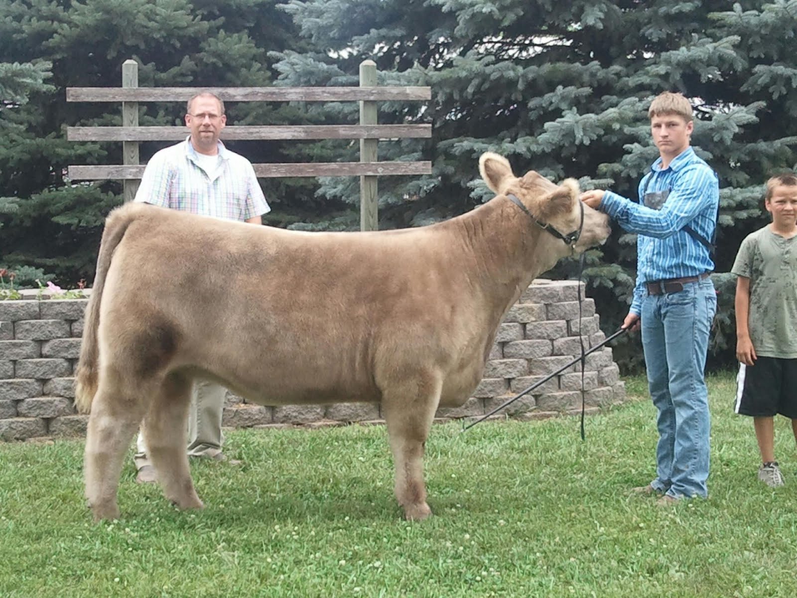 MITTAG Blog: Shelby Co Open Show : Breeding Heifers