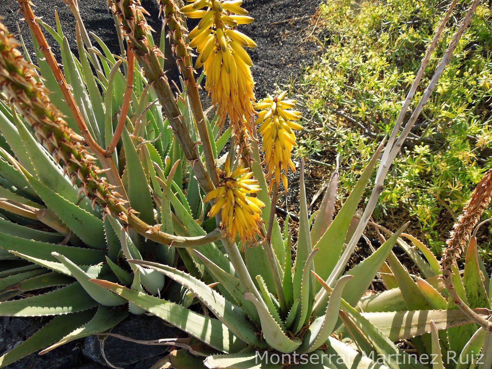 ALOE sp. - BOTÀNIC SERRAT