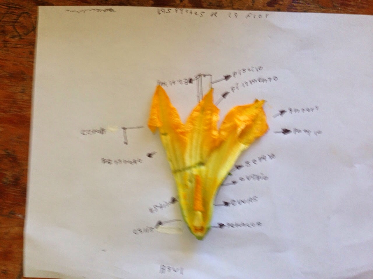 Escuela primaria "Nicolás Bravo": Maquetas vivas de las partes de una ...