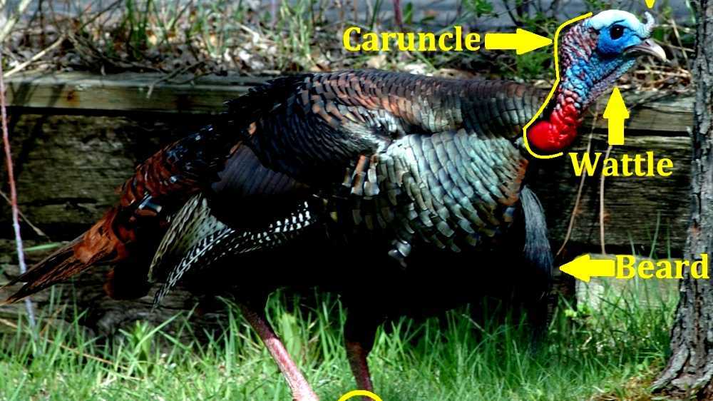 Caruncle (bird anatomy)