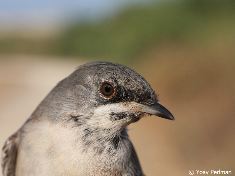 Yoav Perlman - birding, science, conservation, photography: Good birds ...