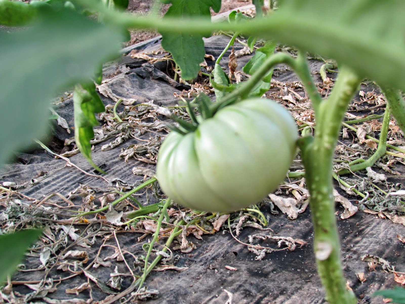 Bucuresteni mutati la sat: Rosii, rosii, rosii