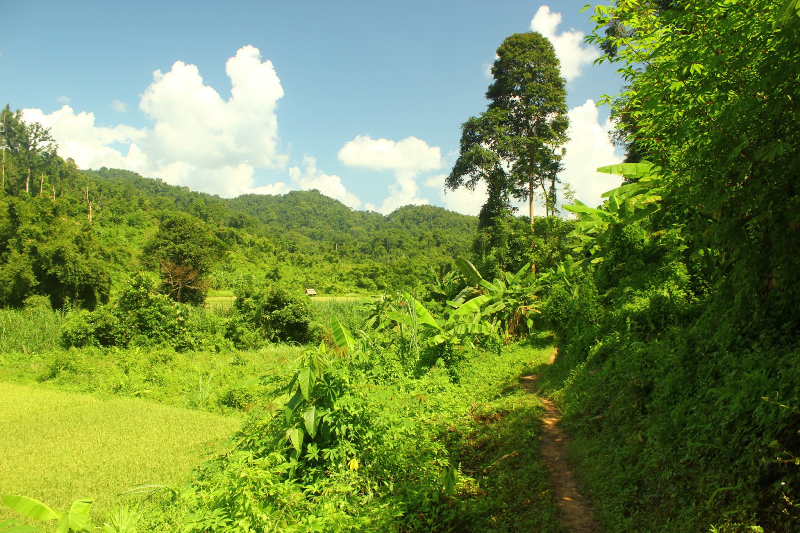 The Lotus Lands: Bokeo rainforest, Laos