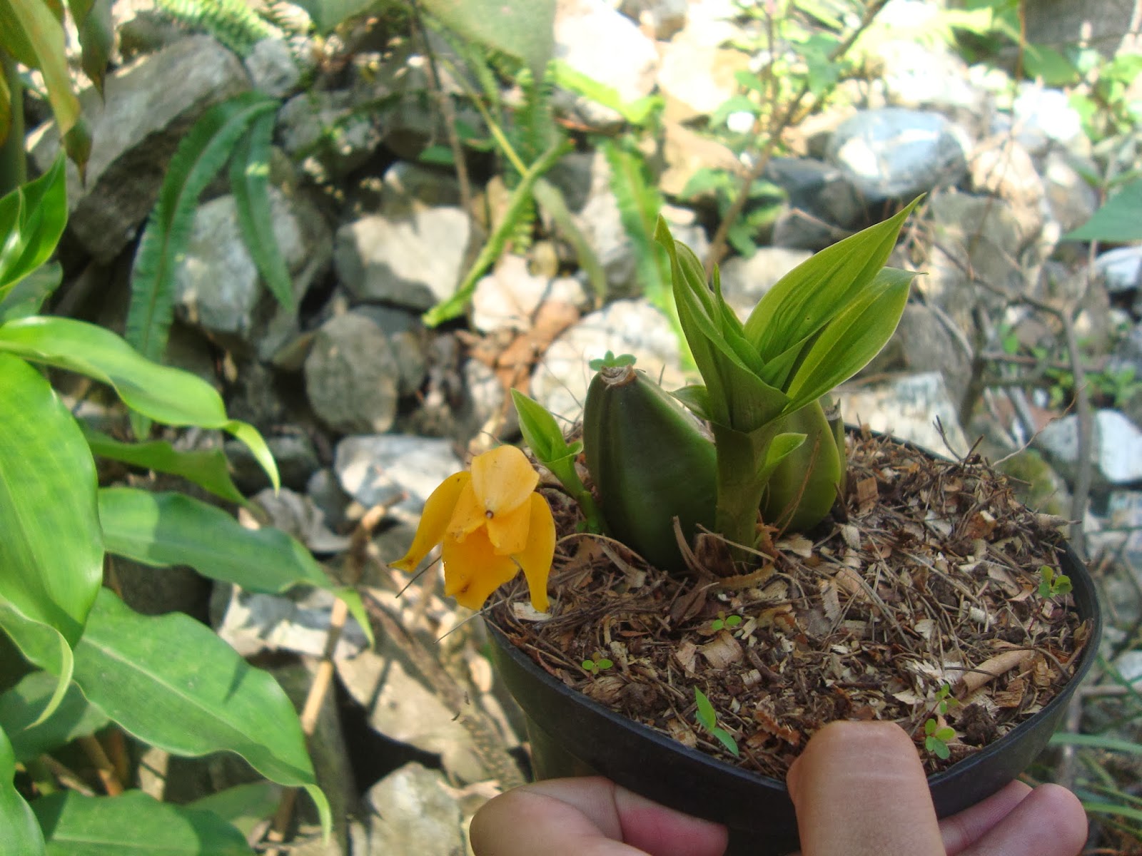 Orquídeas HElid: Lycaste Aromatica