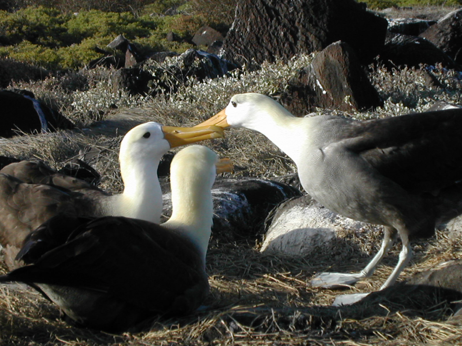 la naturaleza: albatros