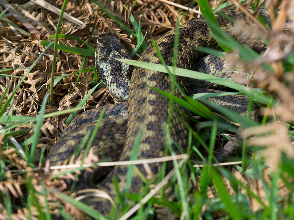 Yorkshire Field Herping and Wildlife Photography: March 2014