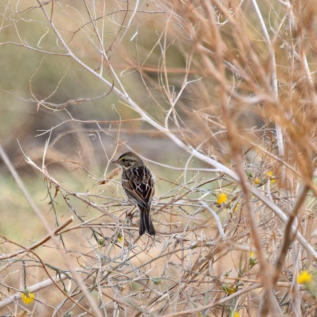 Adventures through Photography: Bird Watch 2016: Sacramento Wildlife ...