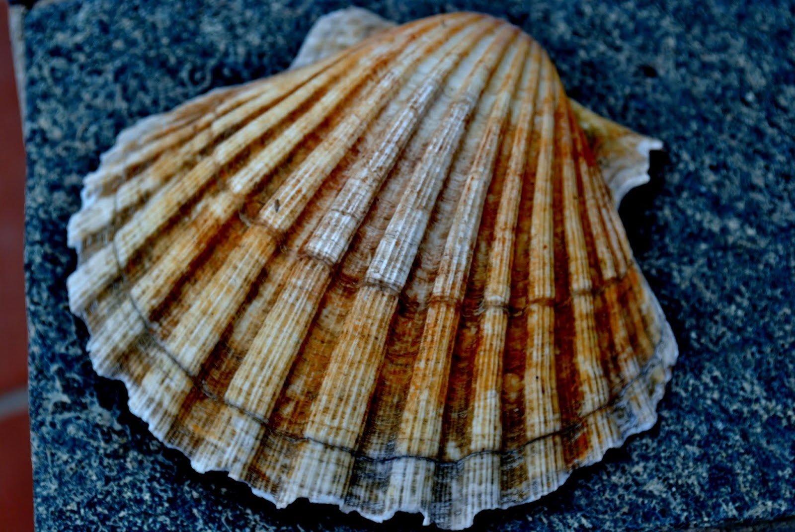 VOUCHE CONTAR: Concha de vieira