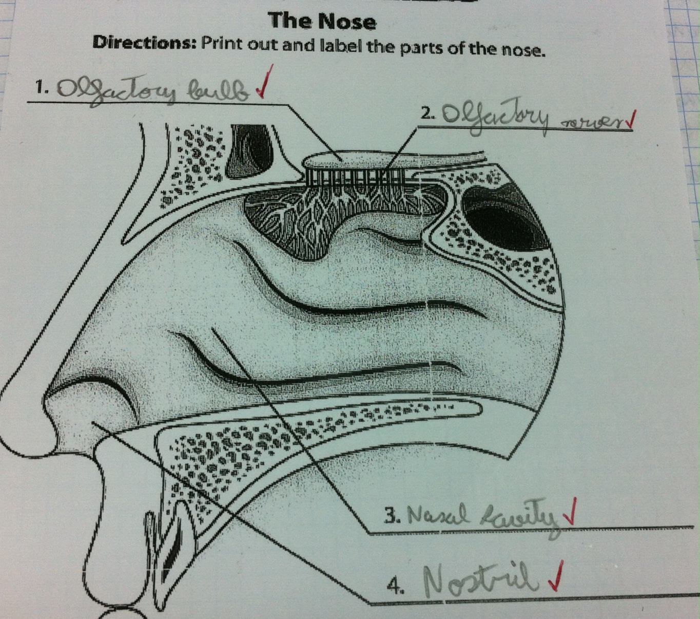 Fourth Grade: Senses: SMELL