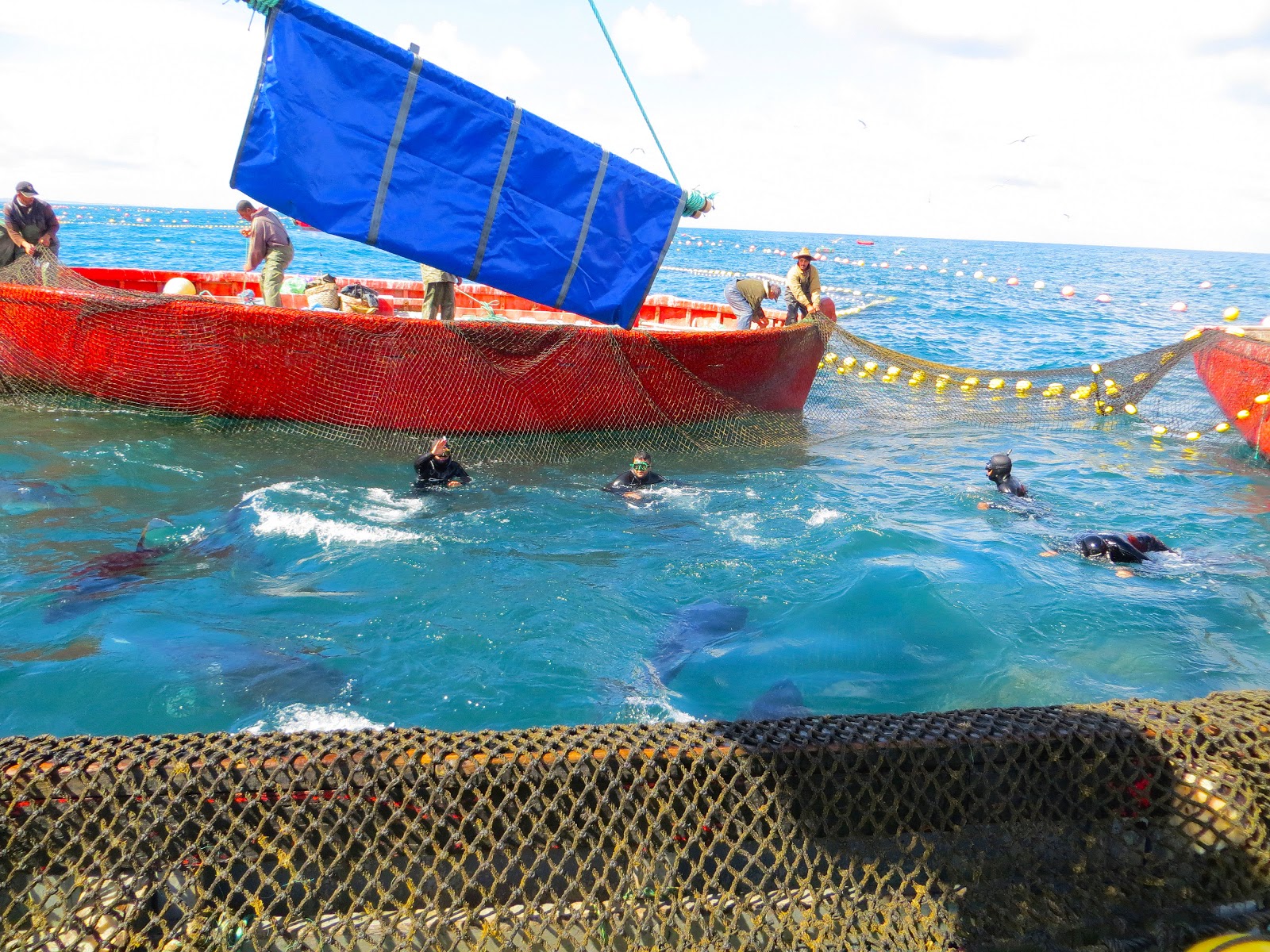 Tag-A-Giant: Tuna trap tagging takes teamwork!
