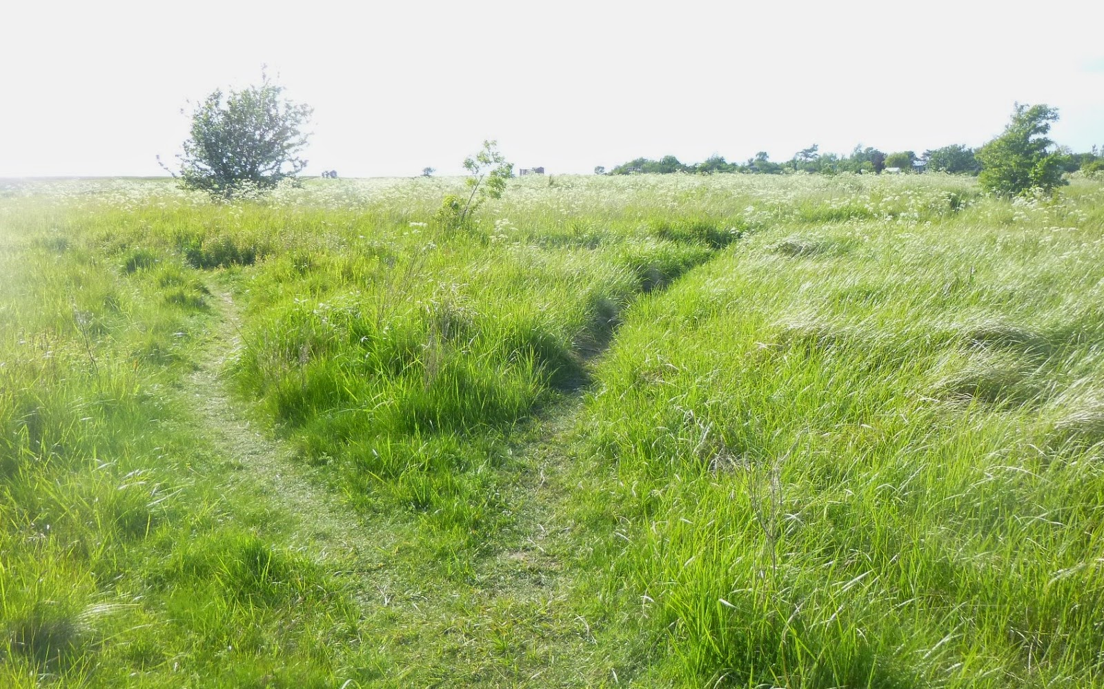 Strandhemliv: Följ stigen in i djungeln