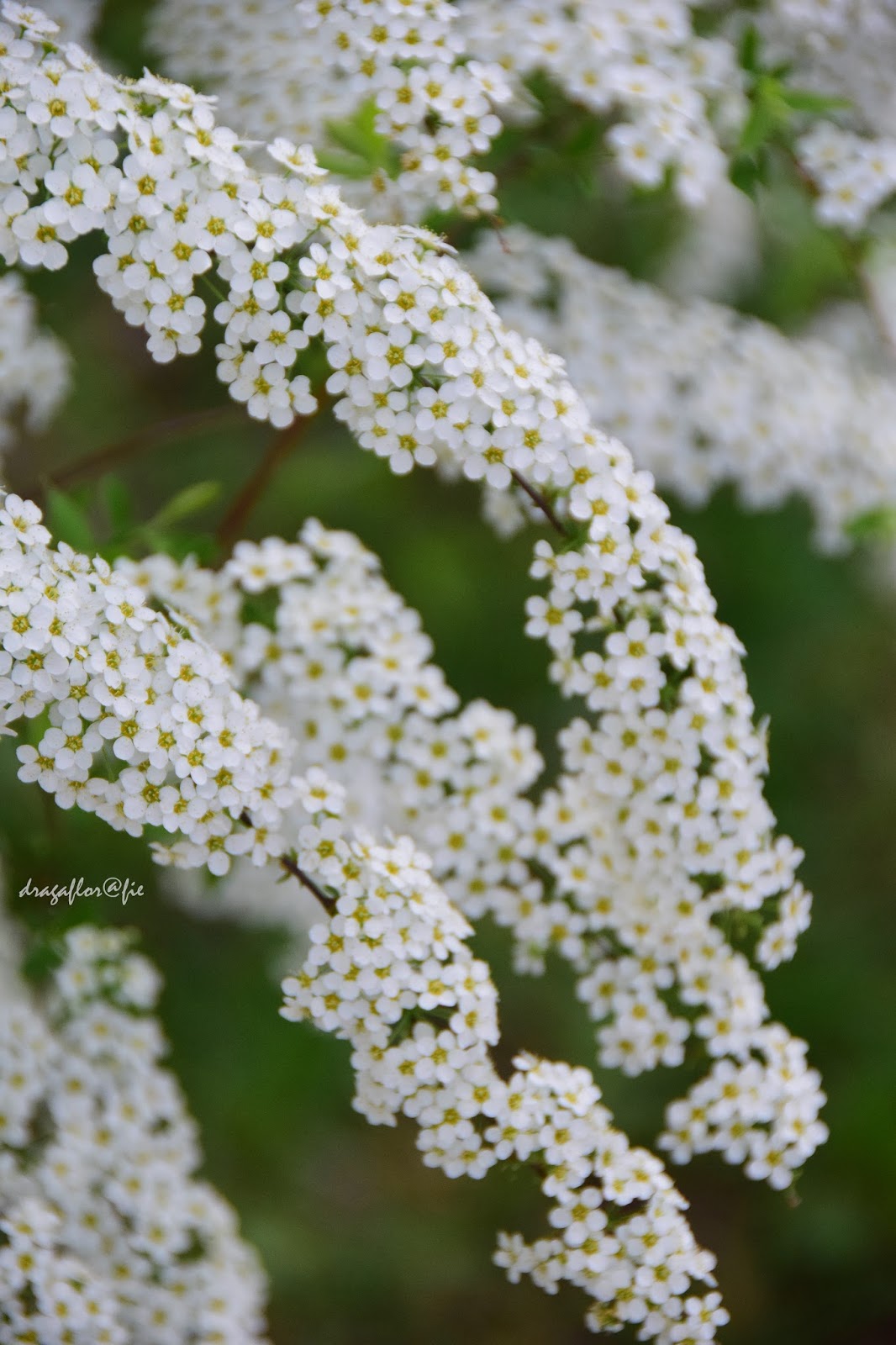 Draga Flora: 26. Spring - Flowering branches