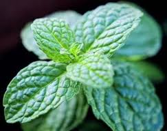 Hortelã Para que Serve. - Dietas e Receitas