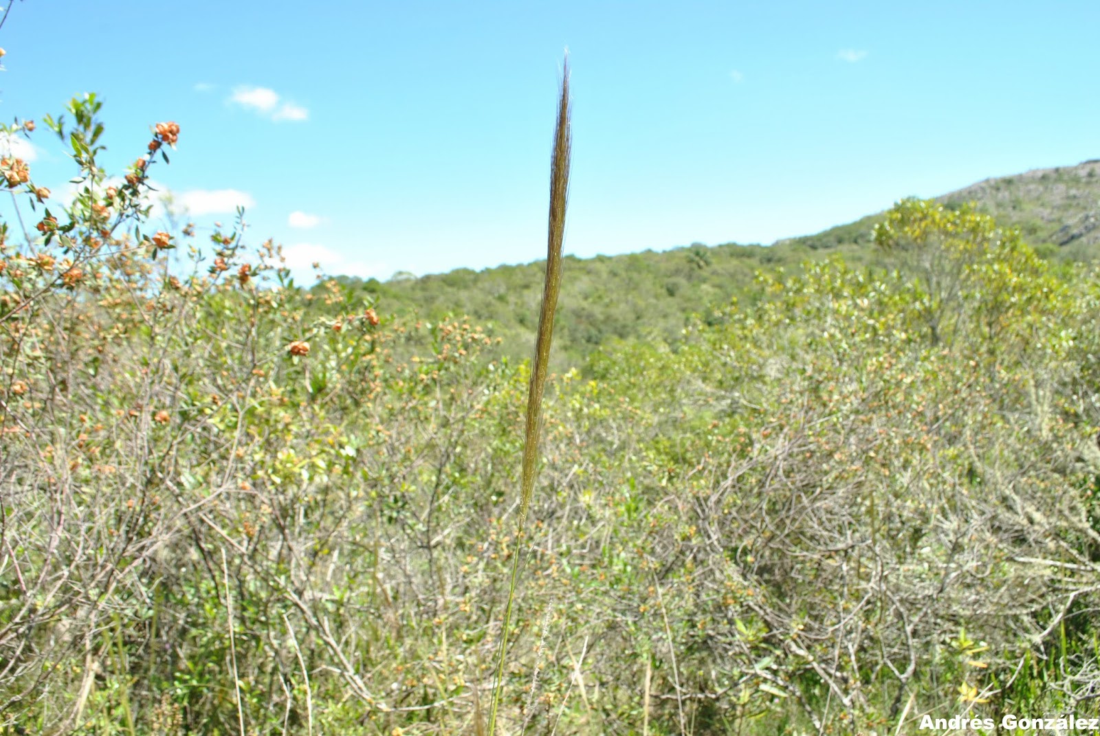 FOTOS DE FLORA NATIVA Y ADVENTICIAS DE URUGUAY : Jarava filifolia. Poaceae