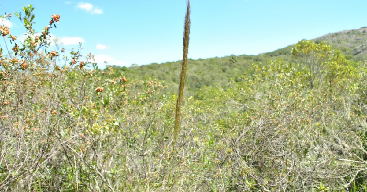 FOTOS DE FLORA NATIVA Y ADVENTICIAS DE URUGUAY : Jarava filifolia. Poaceae