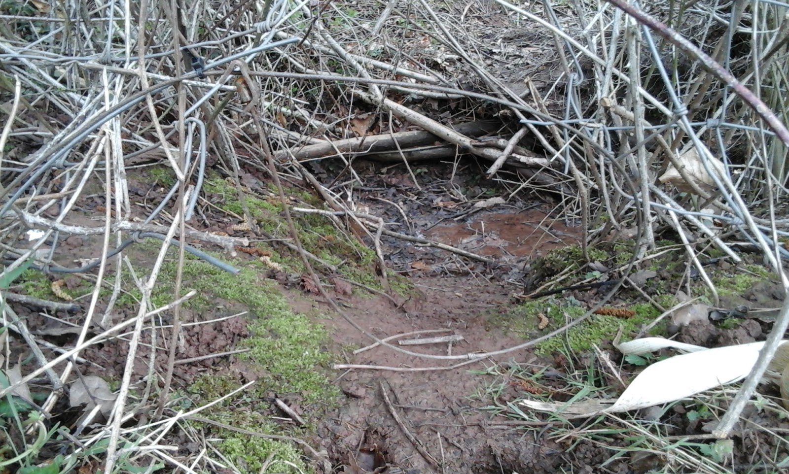 Milkweed & Teasel: Vermin Patrol Part1: Snares and Traps