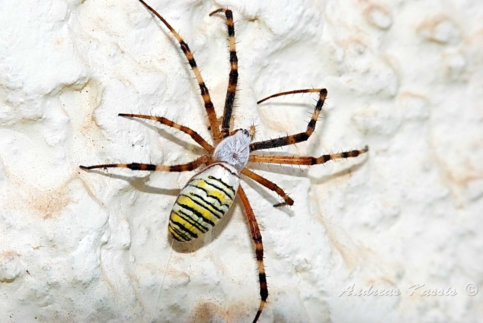 NATURAL WORLD : Argiope trifasciata-banded garden spider