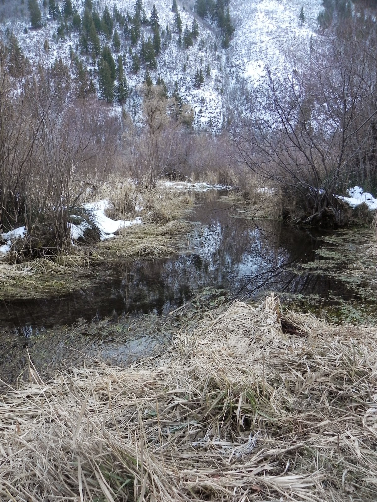 Scenic Shot: Winter Mountain Marsh