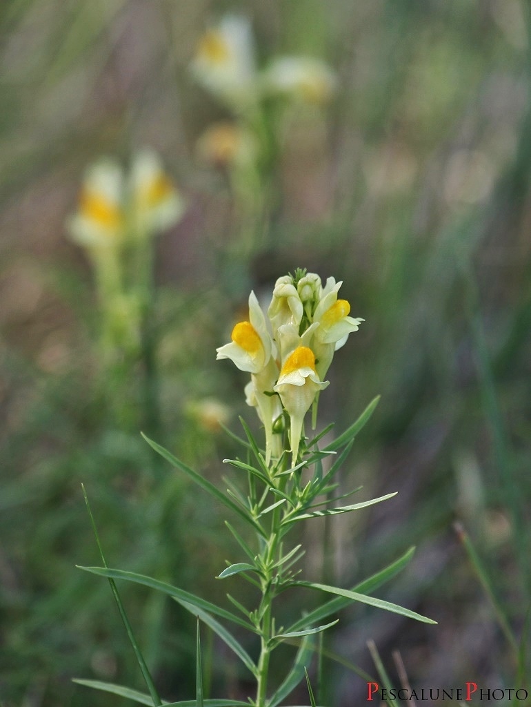 Flore de Camargue: Linaria vulgaris, Linaire commune