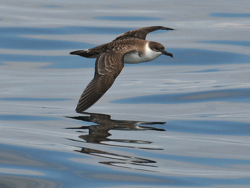 Nature Cameos: Great Shearwater, simply beautiful
