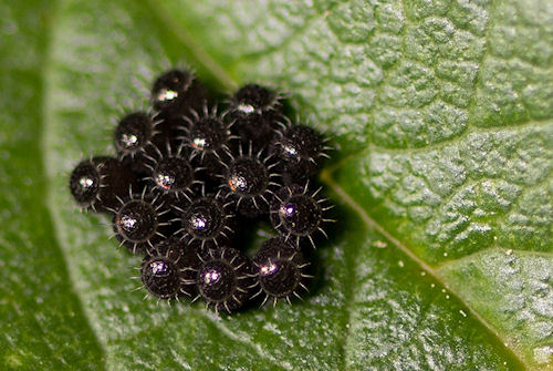 The Presurfer: The Astonishing Eggs Of Alien Nations