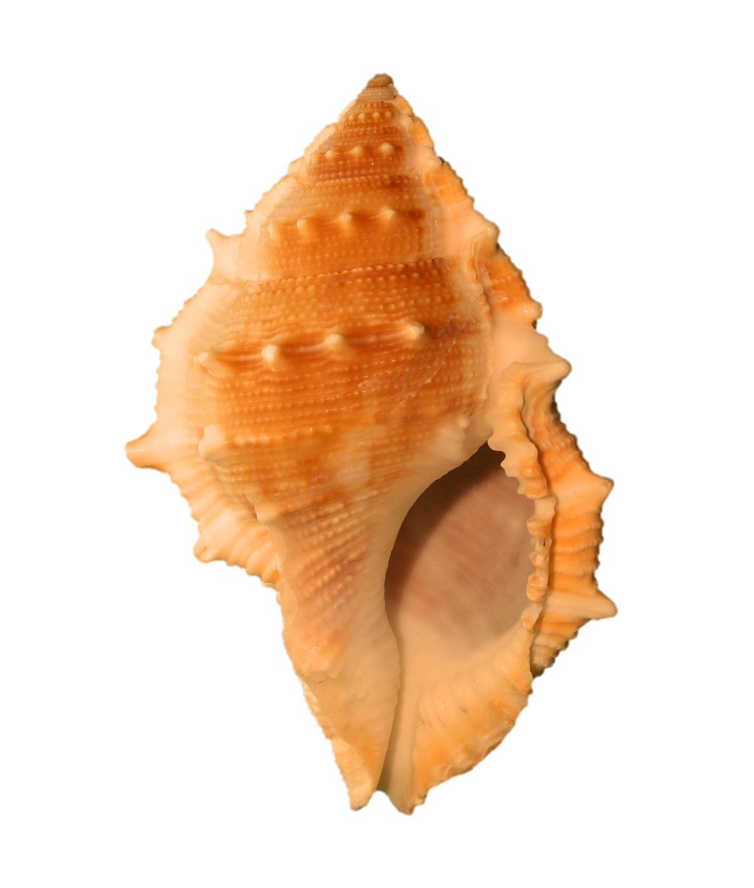 Literary Hoots: Flannel Friday: Seashells!