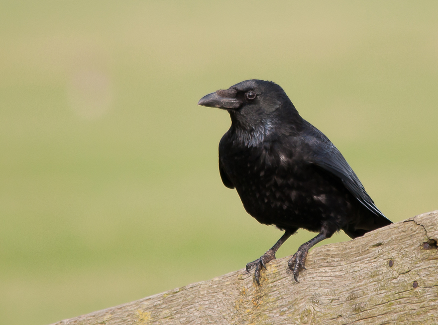 Van Alphen NF : Schuwe rakkers die kraaien....