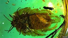 Evolution Of Insects