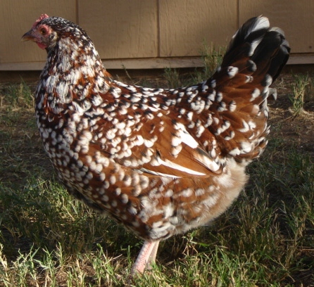 Aloha Chickens: Let's Get Hatching! (Again)