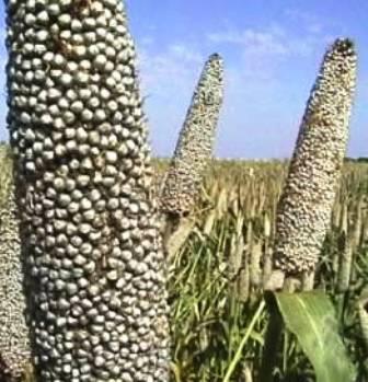 ASTRORETH Un lugar para el Crecimiento Personal y la Salud: MIJO, SUS ...