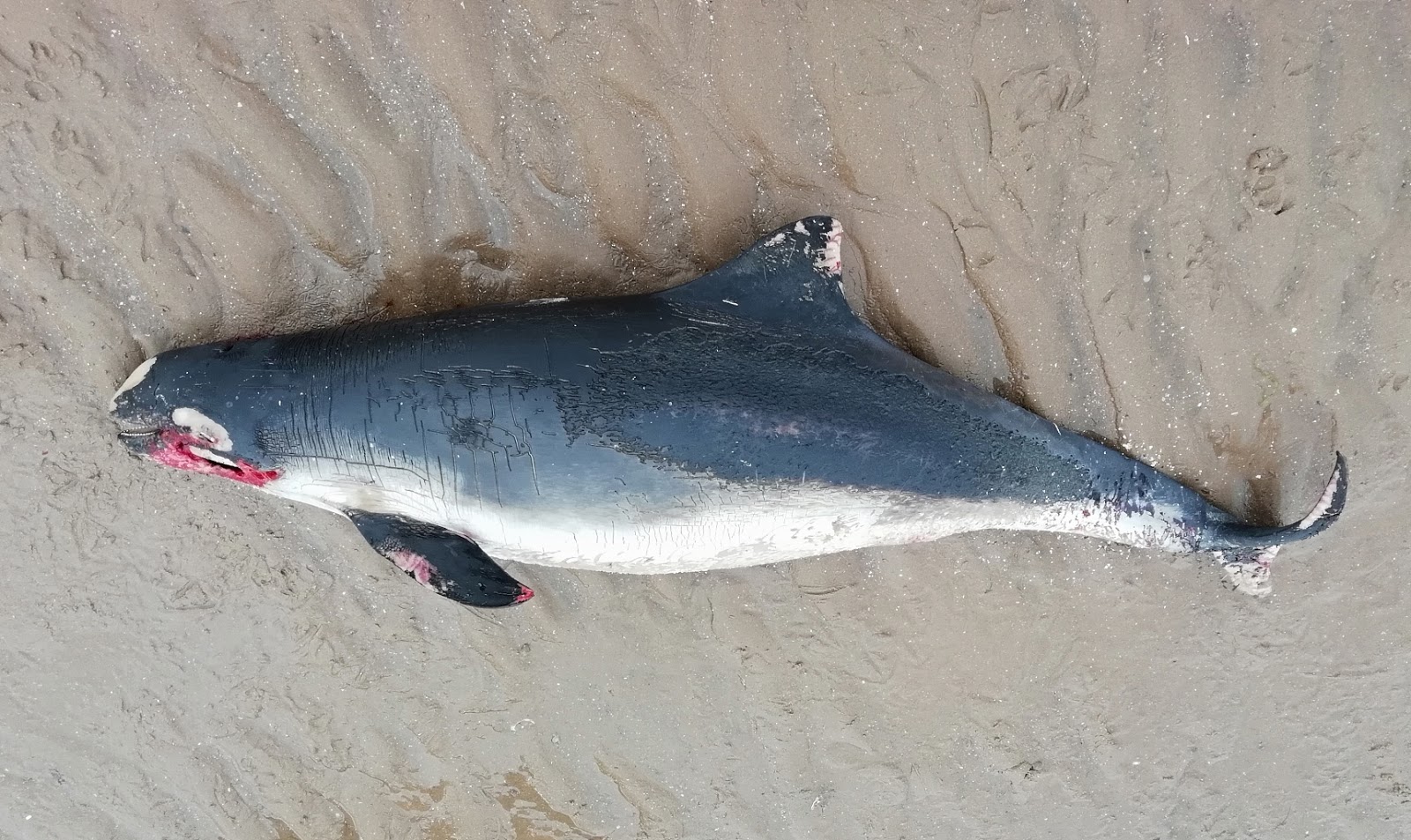 Lancashire and Lakeland Outback Adventure Wildlife Safaris: Purple ...