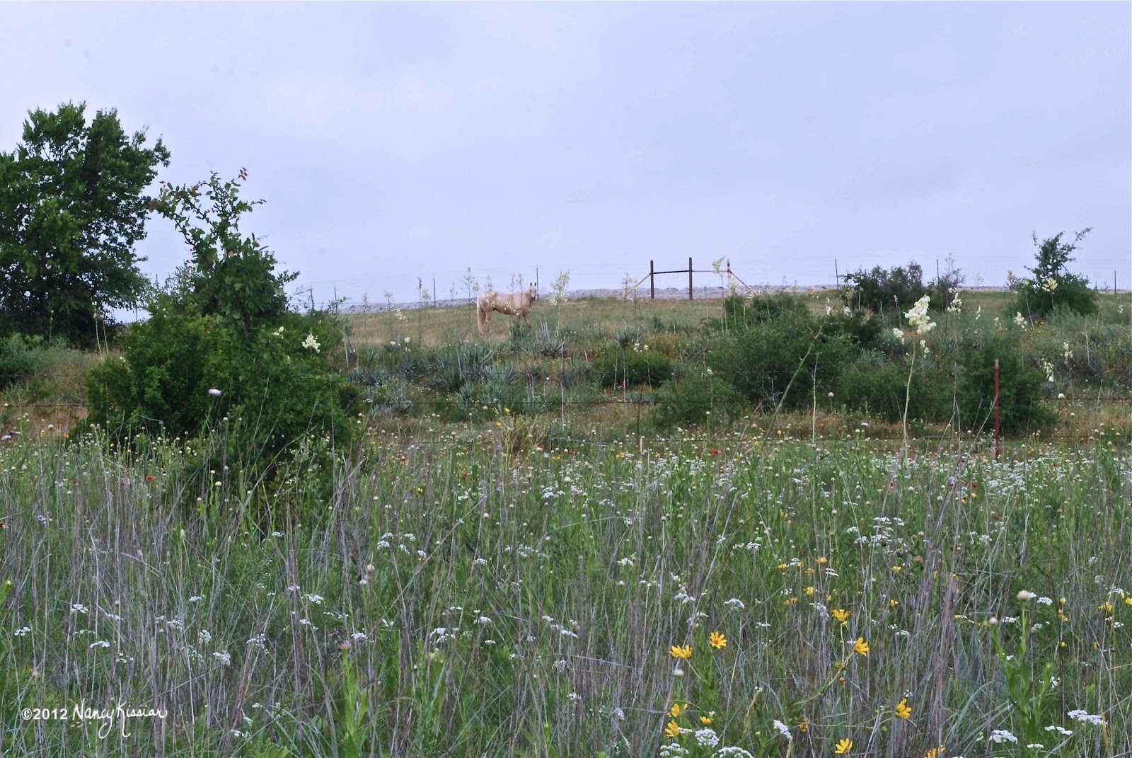Wild About Texas: A Glimpse of North Texas Countryside